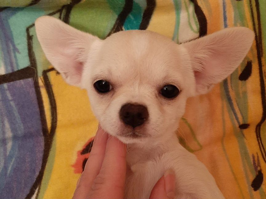 Щенки чихуахуа