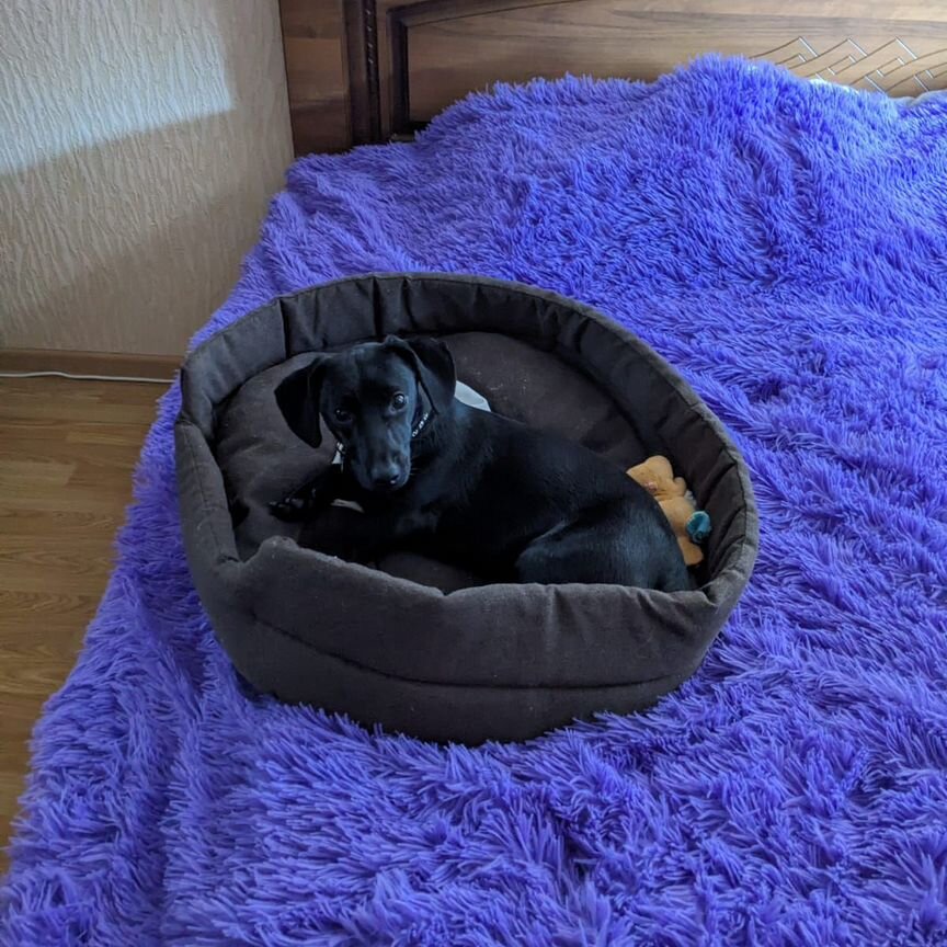 Домашние животные собаки щенки бесплатно