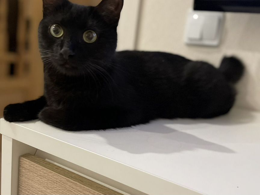 Кошка курильский бобтейл