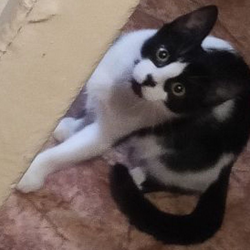 Отдам в добрые руки