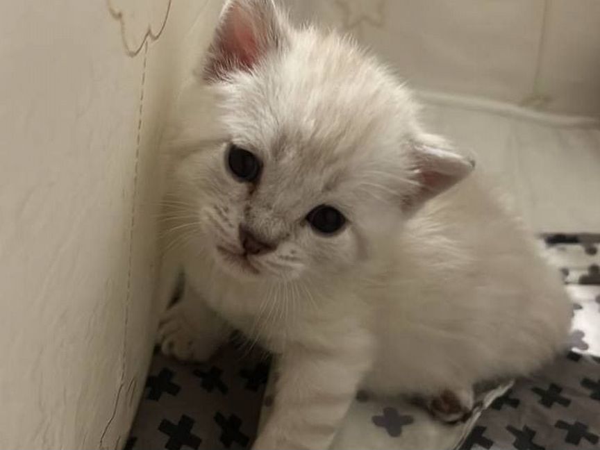 Котята бенгаль с шотландцом