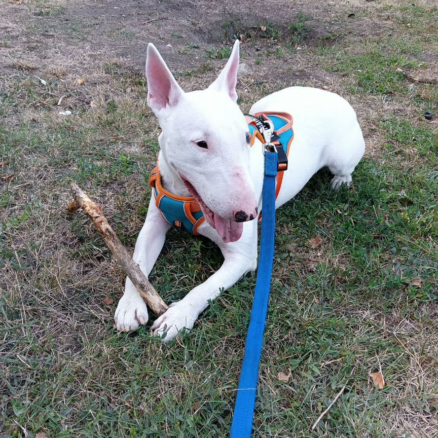 Бультерьер в добрые руки