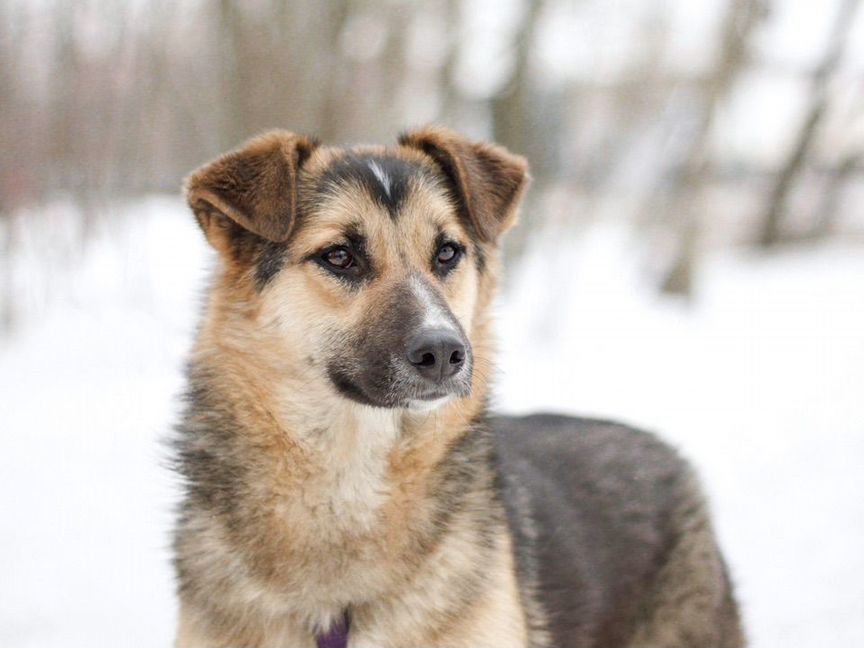 Собака в добрые руки