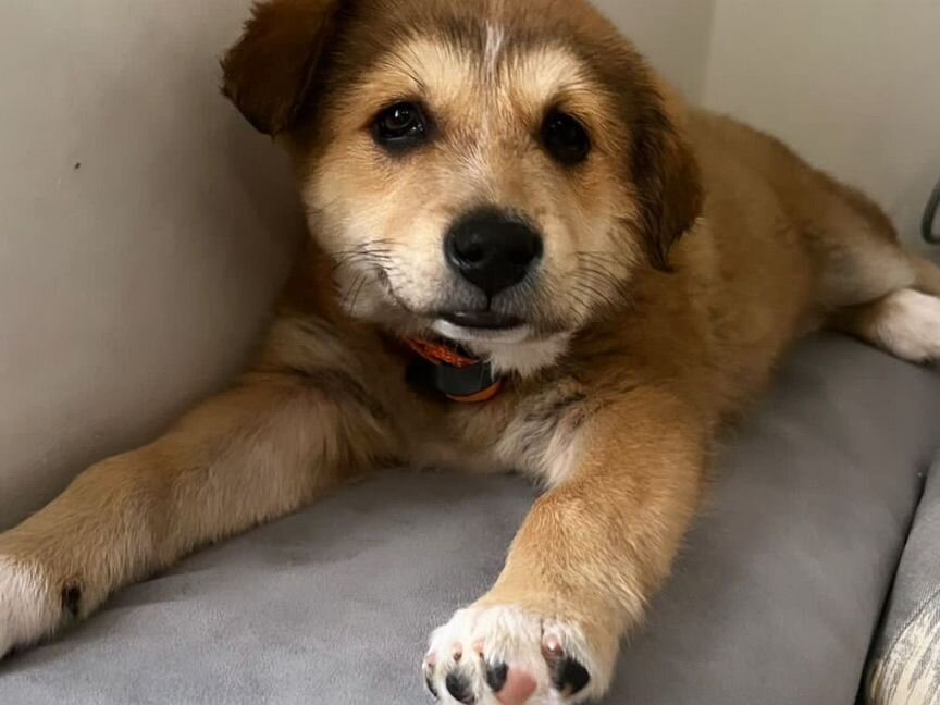 Щенок в добрые руки бесплатно