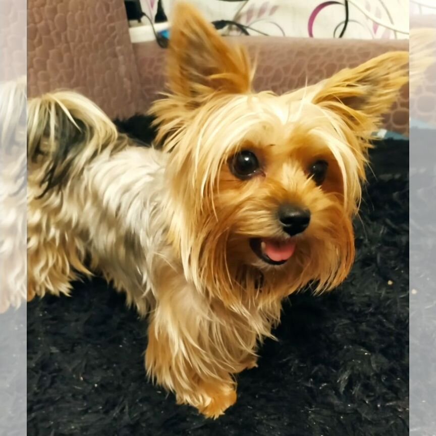 Йоркширский терьер, взрослая собака