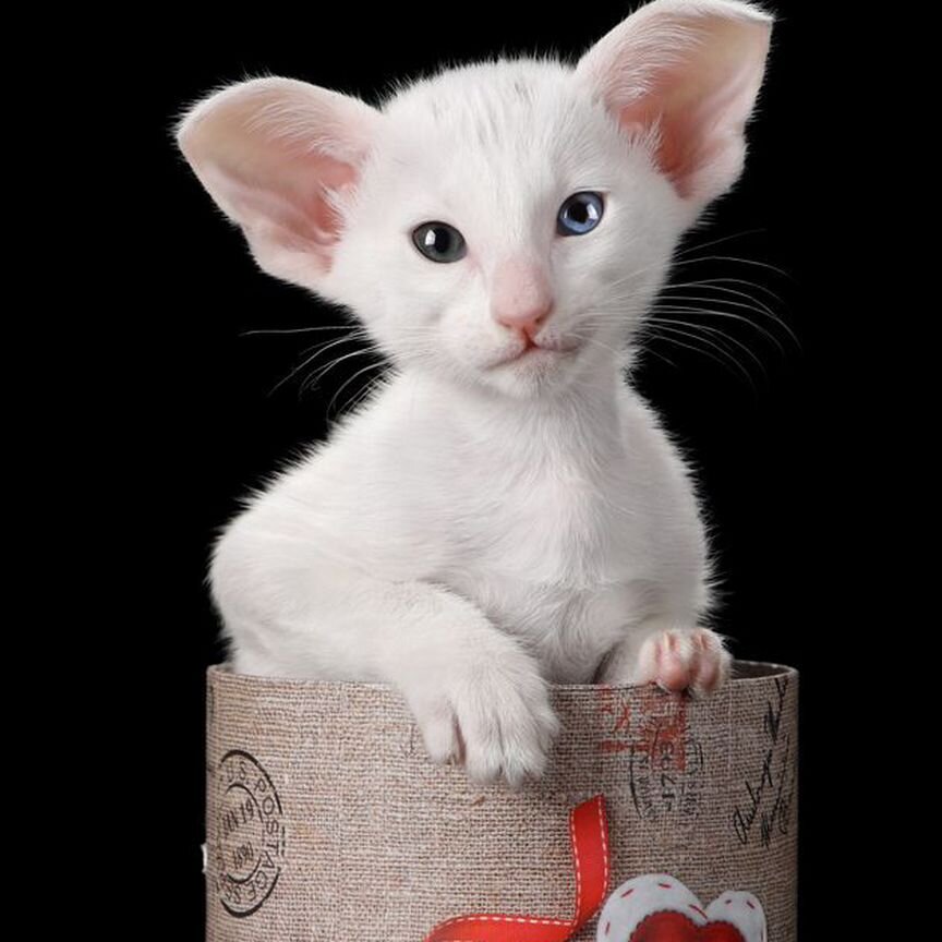 Ориентальный котёнок