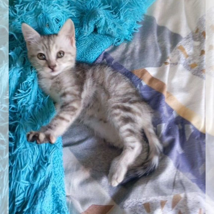 Ориентальный котёнок