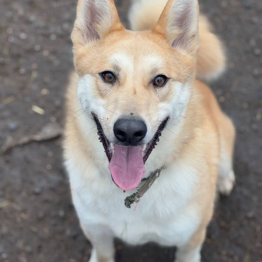 Собака в добрые руки