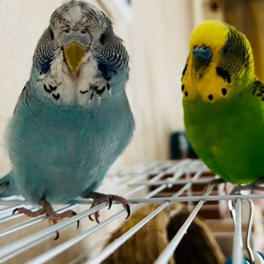 Волнистый попугай