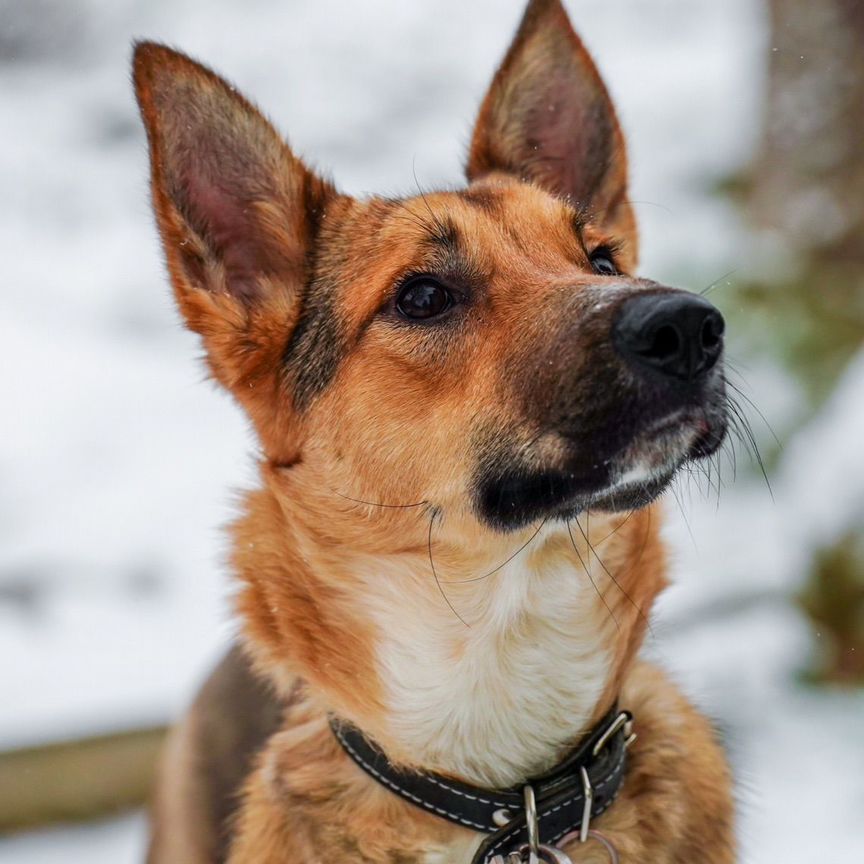 Взрослая собака в добрые руки