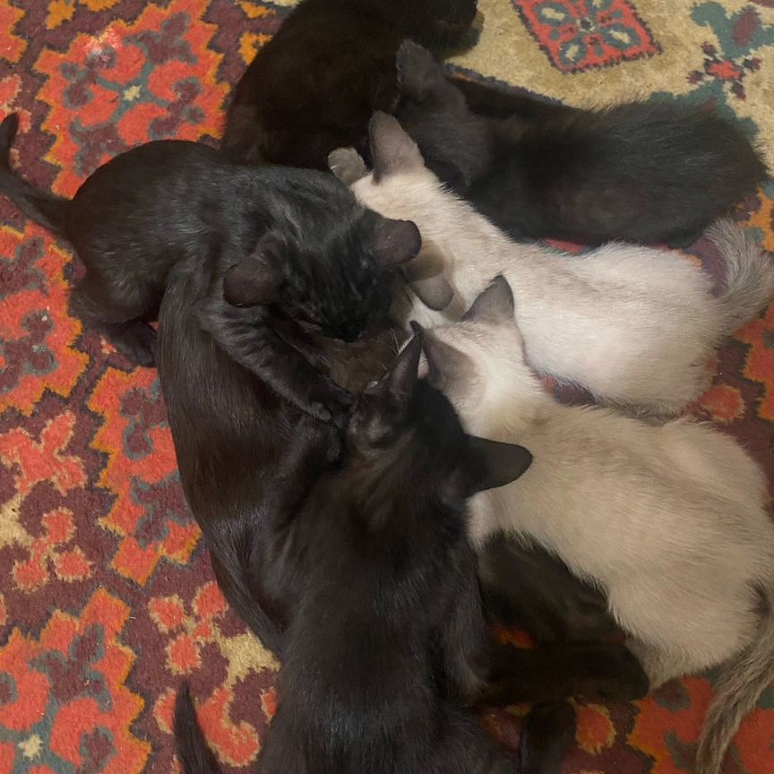 Котики бесплатно в добрые руки