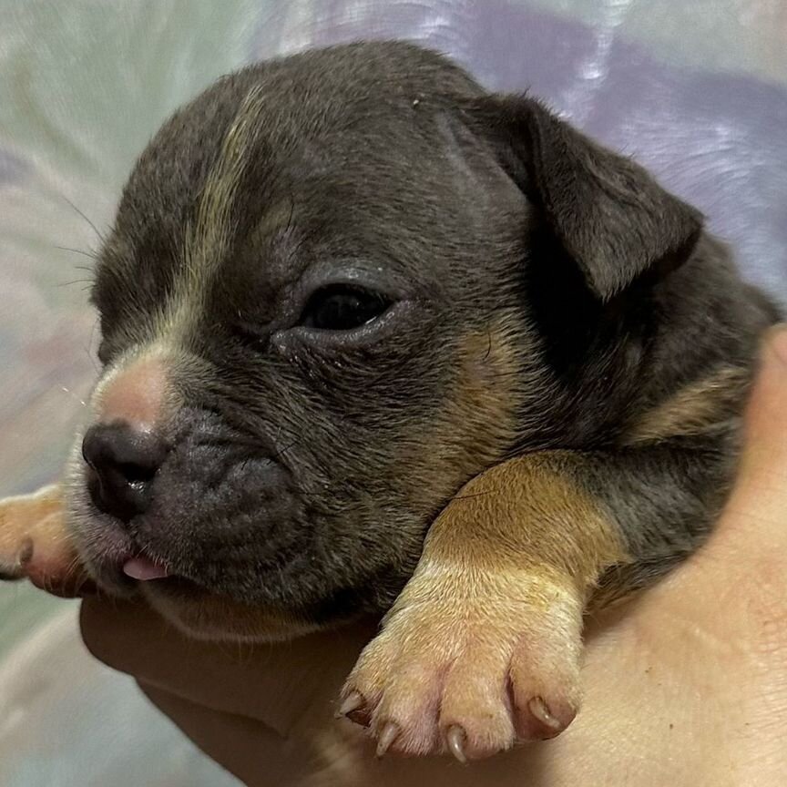 Американский булли, щенок