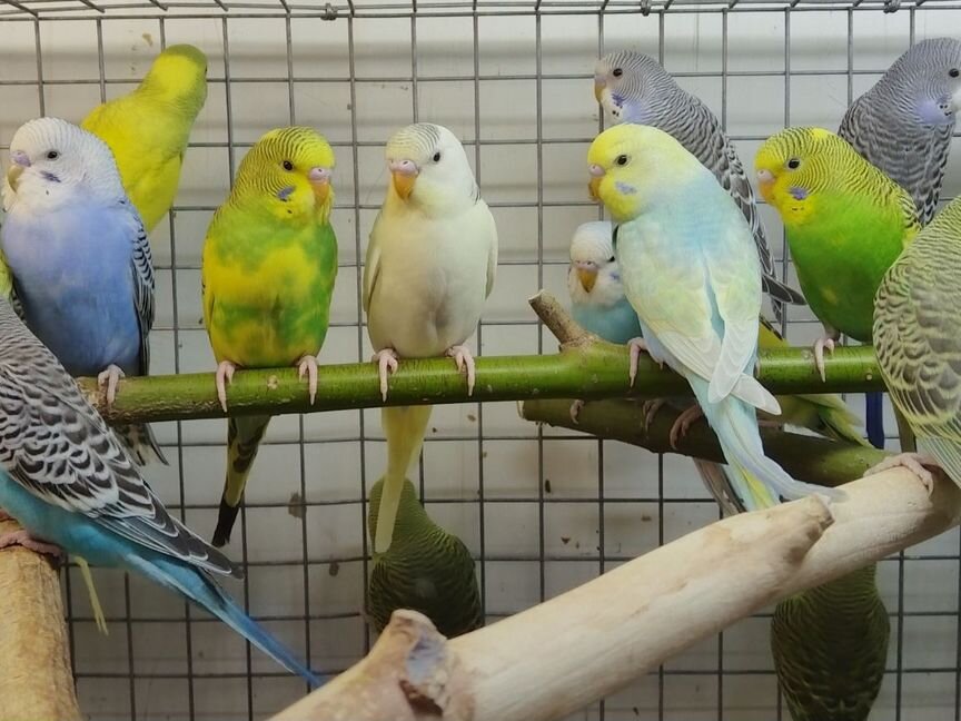 Птенцы от 2мес волнистого