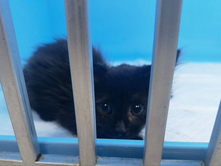 Котенок Шейна мечтает о доме