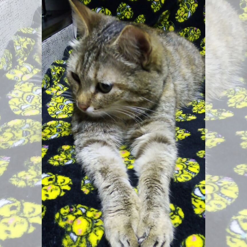 Кошечка помесь курильский ботейл