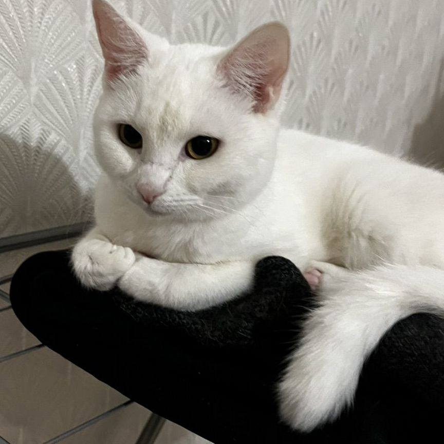 Отдам кошку в добрые руки