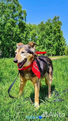 Собака с характером кошки