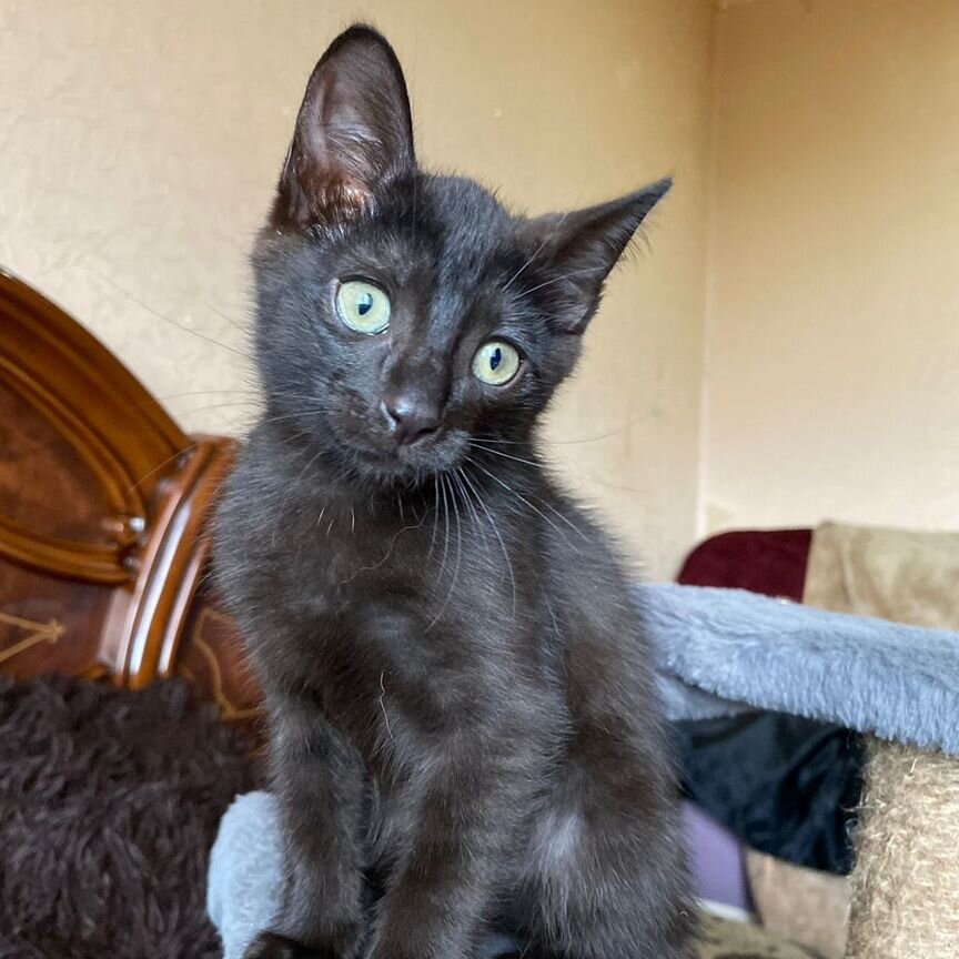 Котенок мальчик