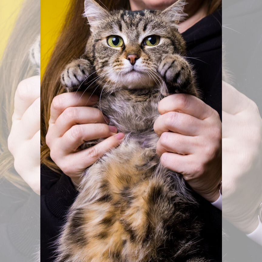 Шотландская прямоухая короткошёрстная, взрослая кошка