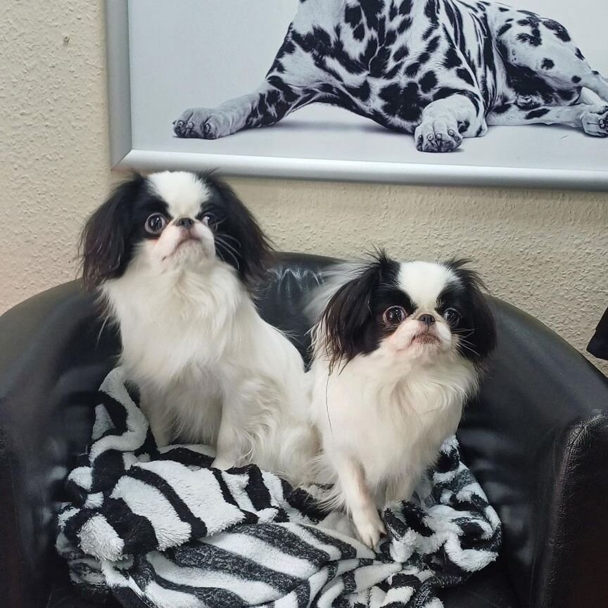 Японский Хин мальчик