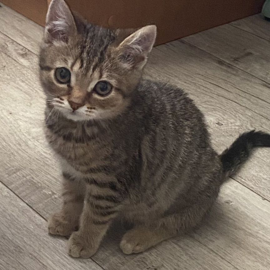 Котёнок в добрые руки