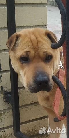 Молоденькая Аля,охранница,любит детей и котиков