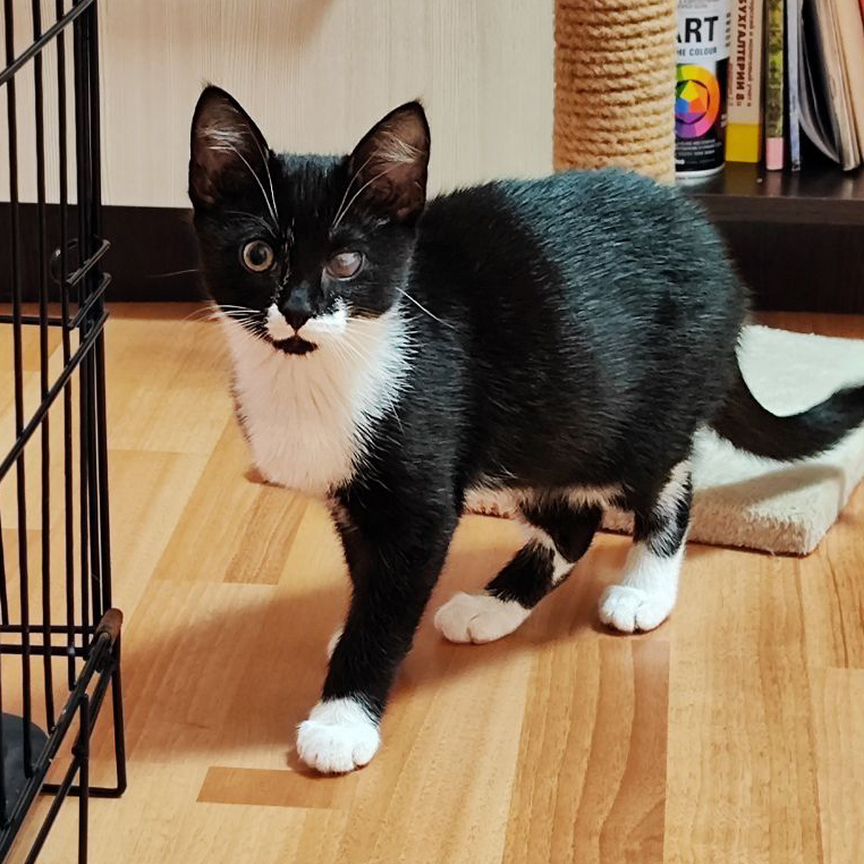 Котенок ищет любящую семью