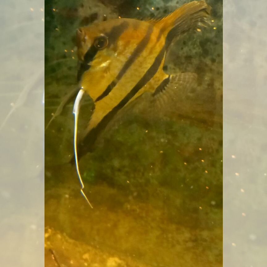 Скалярия взрослая