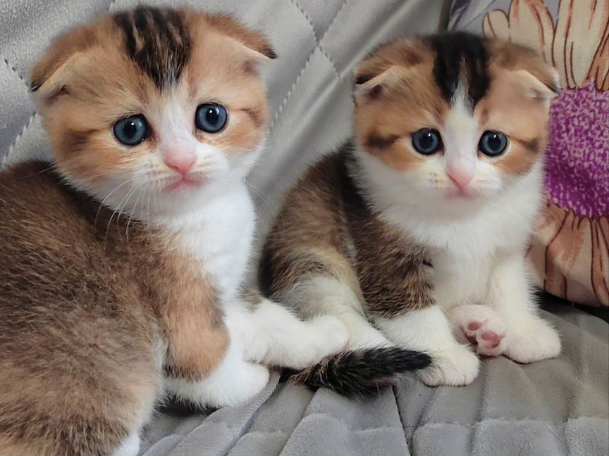 Малыши золотая шиншилла