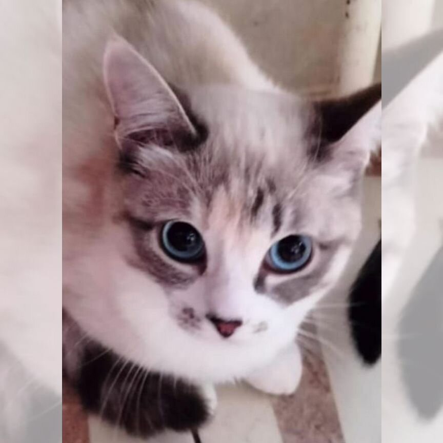 Тайская кошка