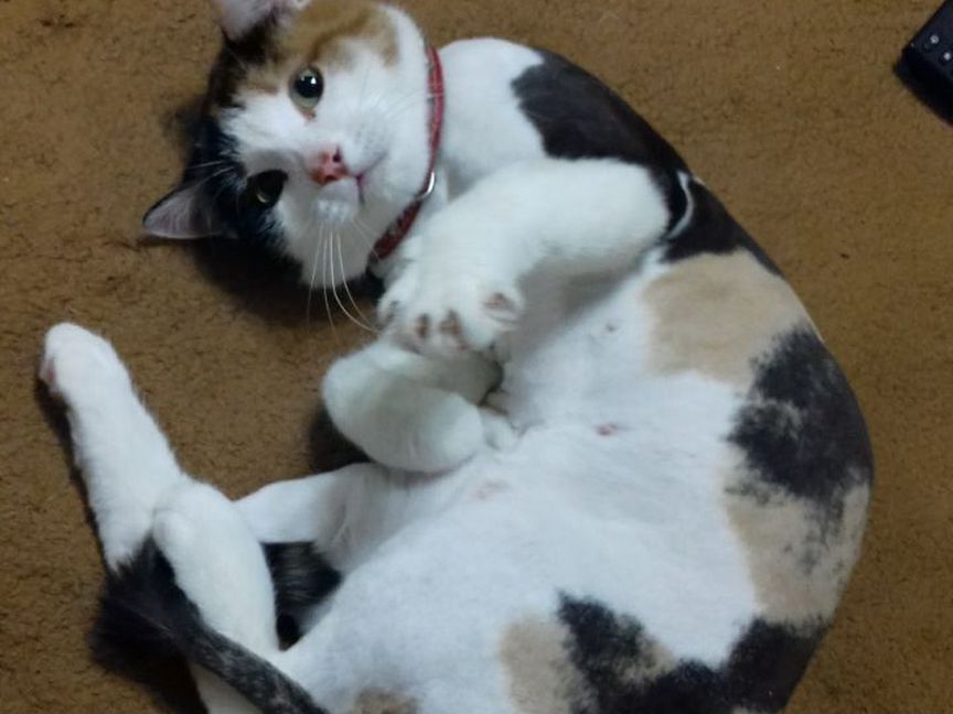 Кошка ищет дом