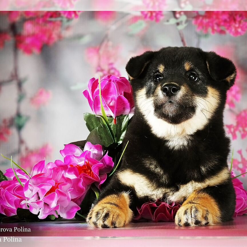 Сиба-ину, щенок