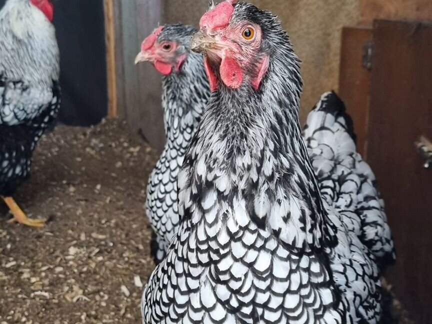 Цыплята виандот серебро чёрноокаймлённое