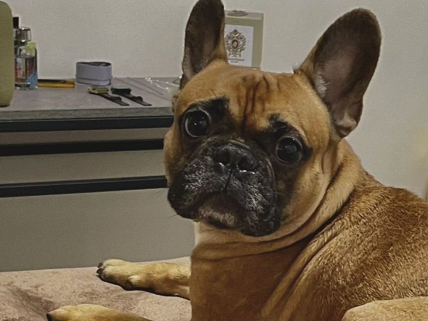 Французский бульдог мальчик