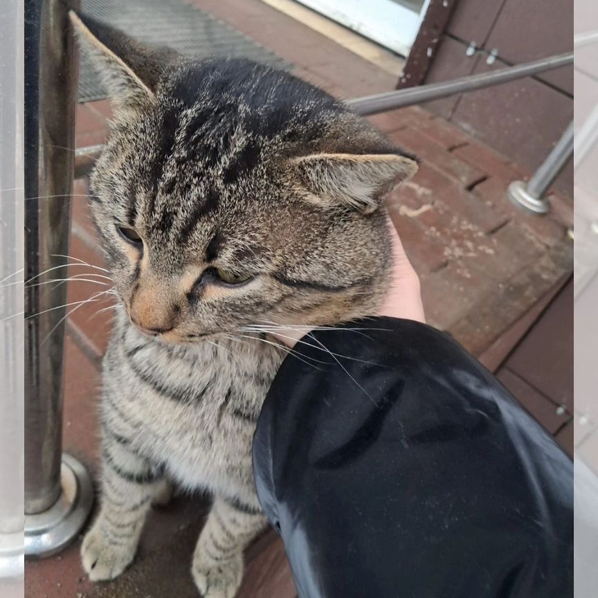 У магазина живет добрый, ручной полосатик