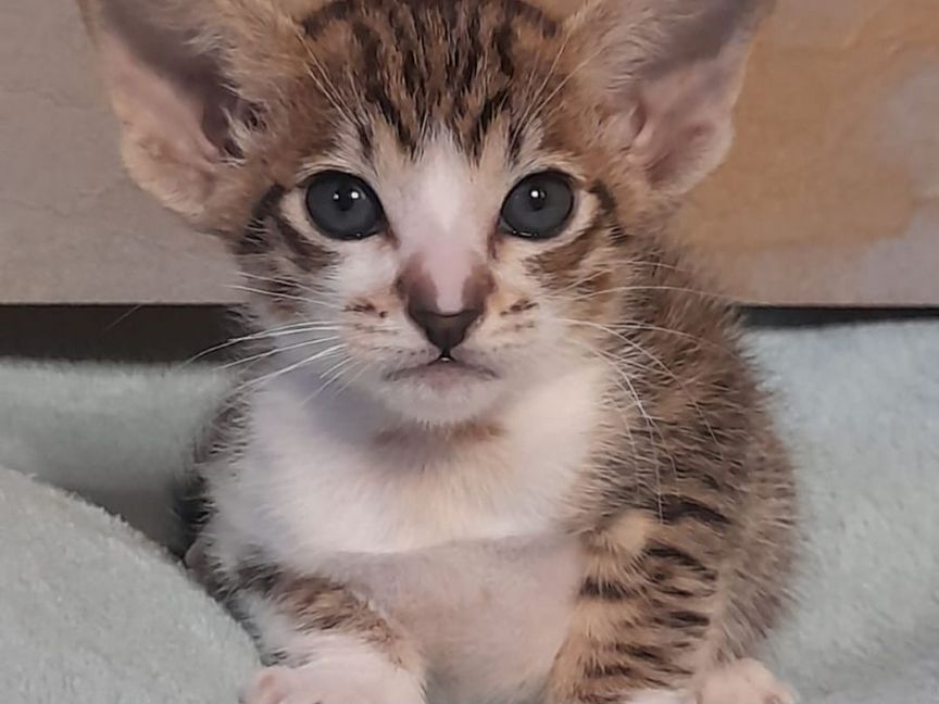 Ориентальный мальчик красавчик