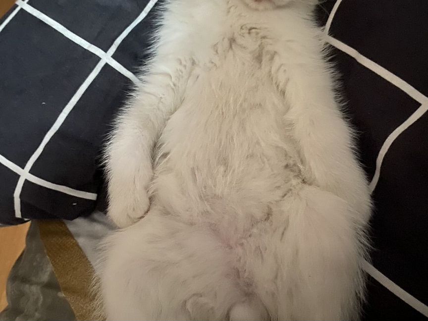 Отдам кота вместе с лотком и наполнителем. мальчик