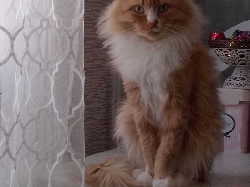 Кот взрослый, рыжий, пушистый