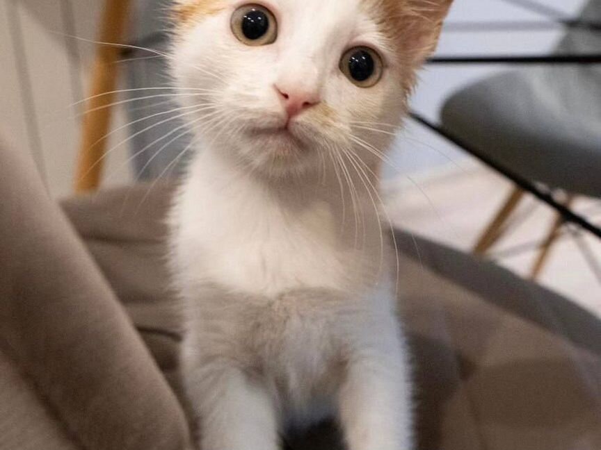 Котомалыши в добрые руки