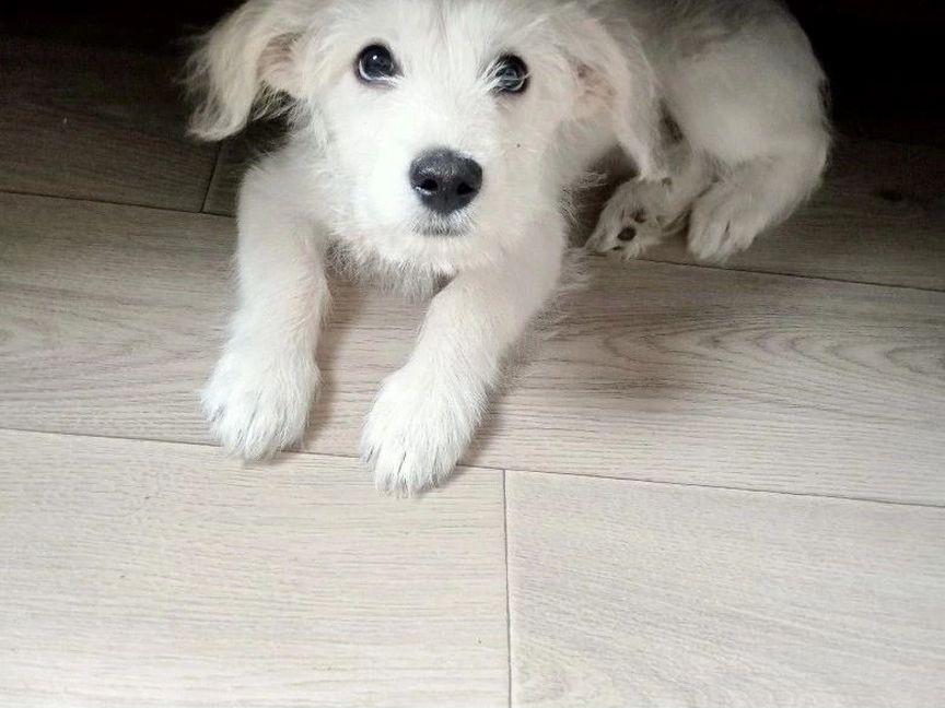 Щенок в добрые руки