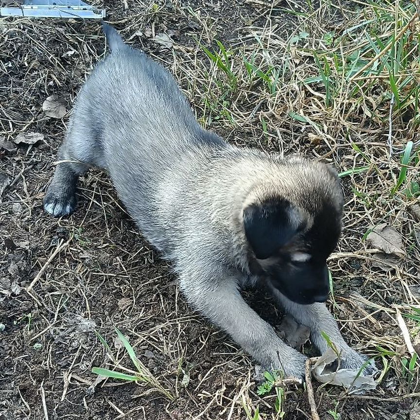 Лайка, щенок