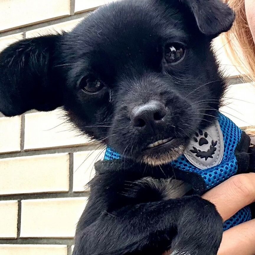 Карманный Леонид ищет свою семью