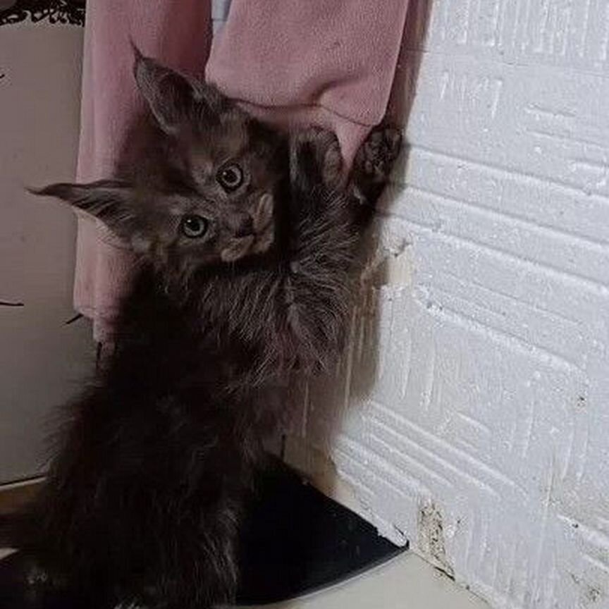 Мейн-кун котёнок