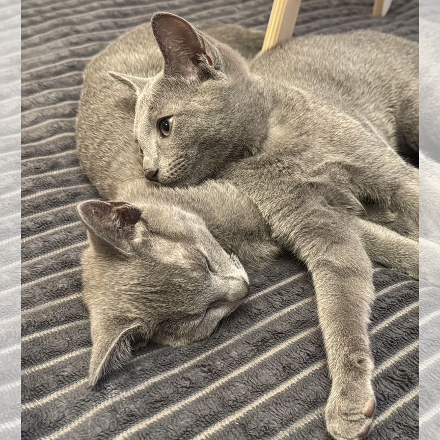 Русский голубой котёнок
