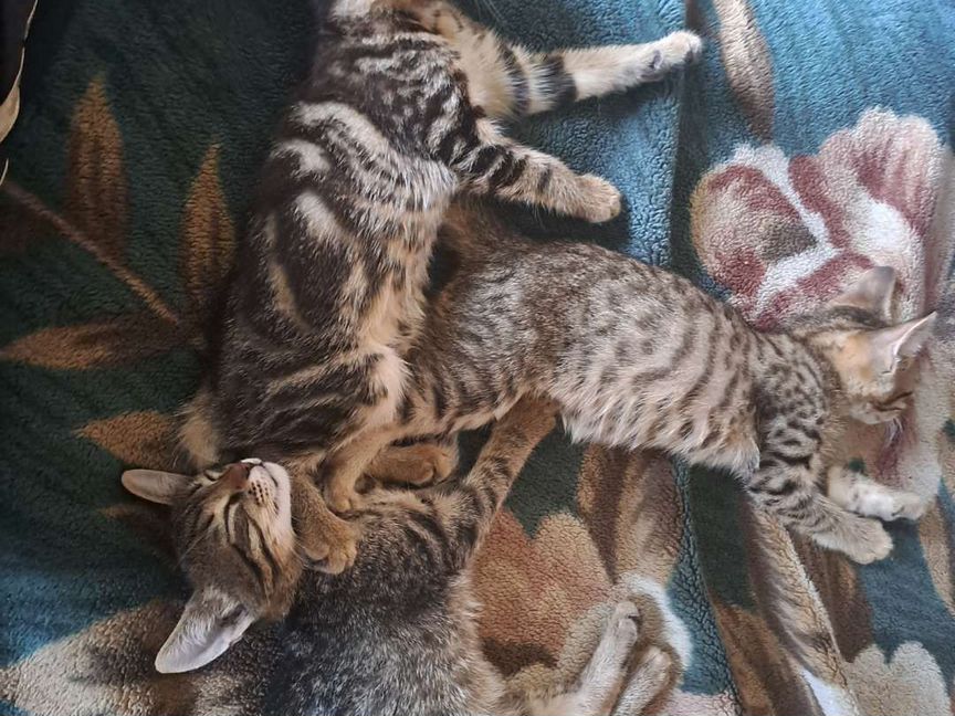 Котята в добрые руки 2 мальчика 1 девочка
