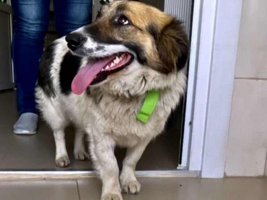 Собака В беде В добрые руки