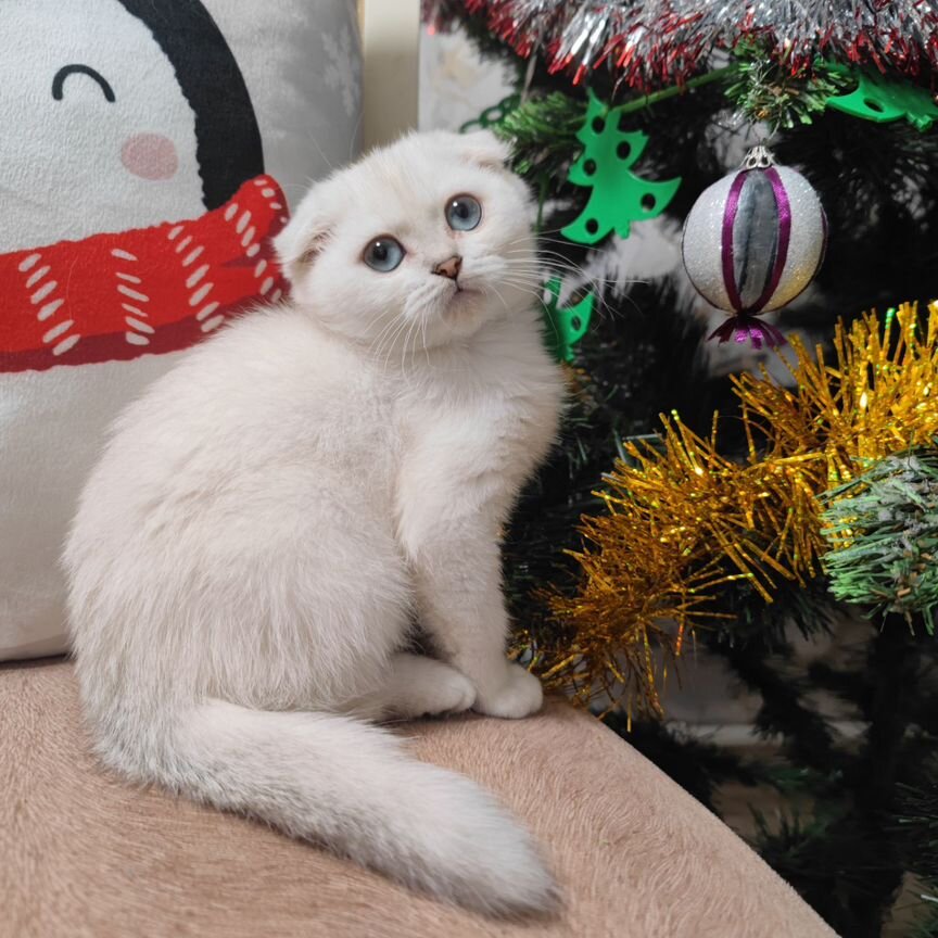 Шотландские вислоухие котята серебристая шиншилла