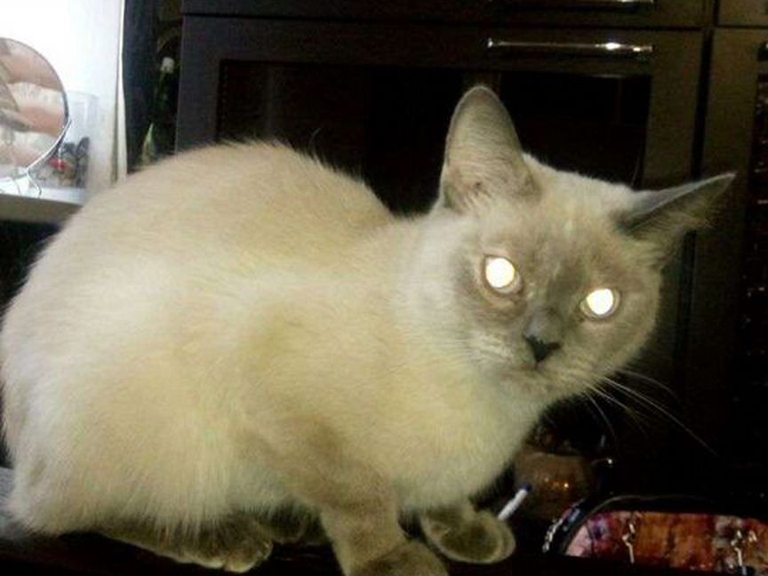 Тайская в добрые руки