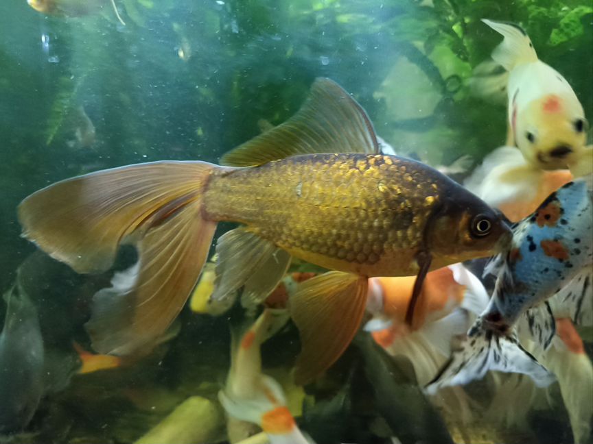 Золотая рыбка комета