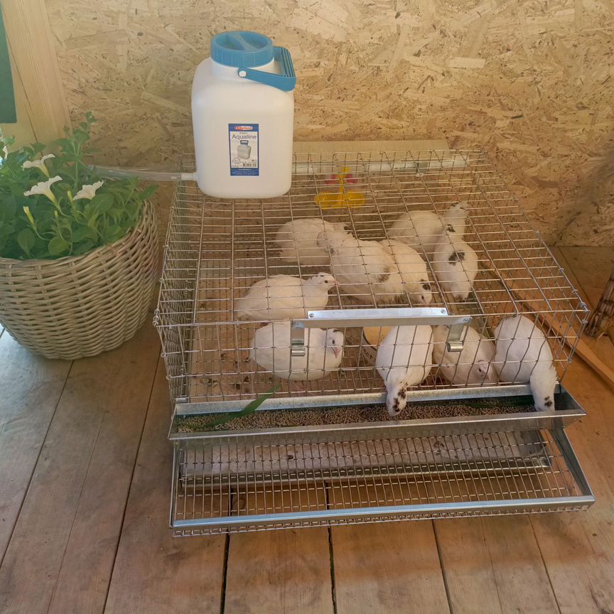 Перепела несушки, на мясо или яйцо